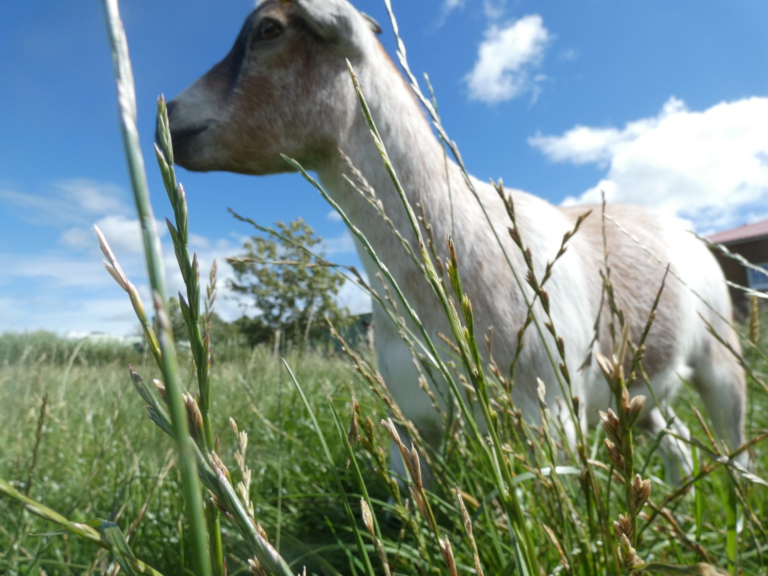 Schäferhof Dircks - » Auf unserem Hof Nordsee-Urlaub bei St.Peter-Ording